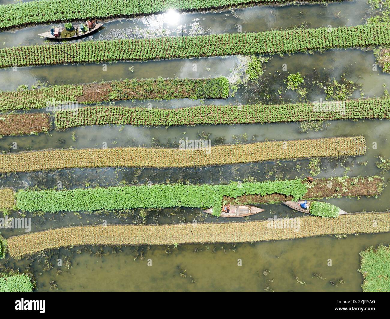 Farmers in low laying areas in Bangladesh choose floating farming ...