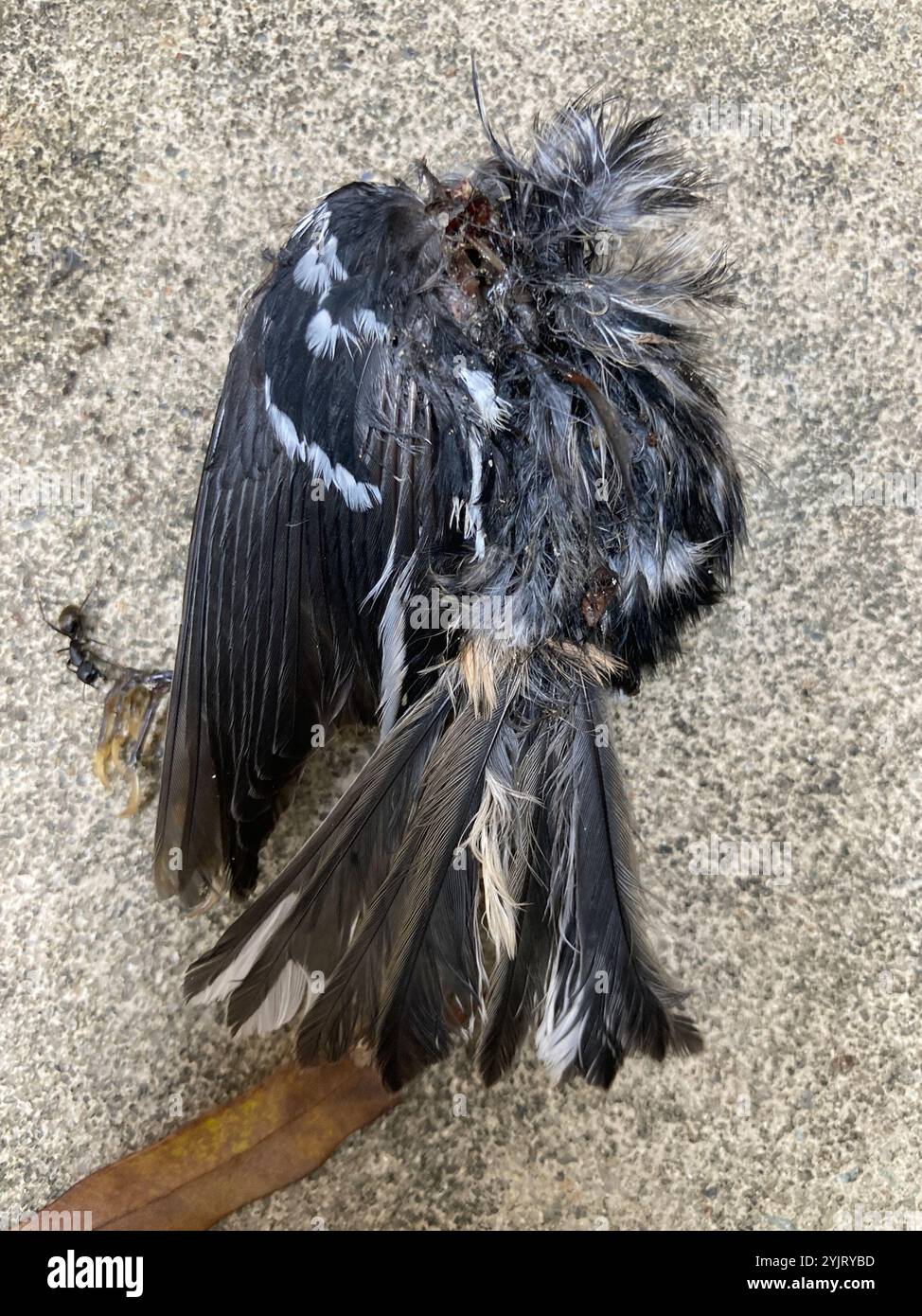 New World Warblers (Parulidae Stock Photo - Alamy