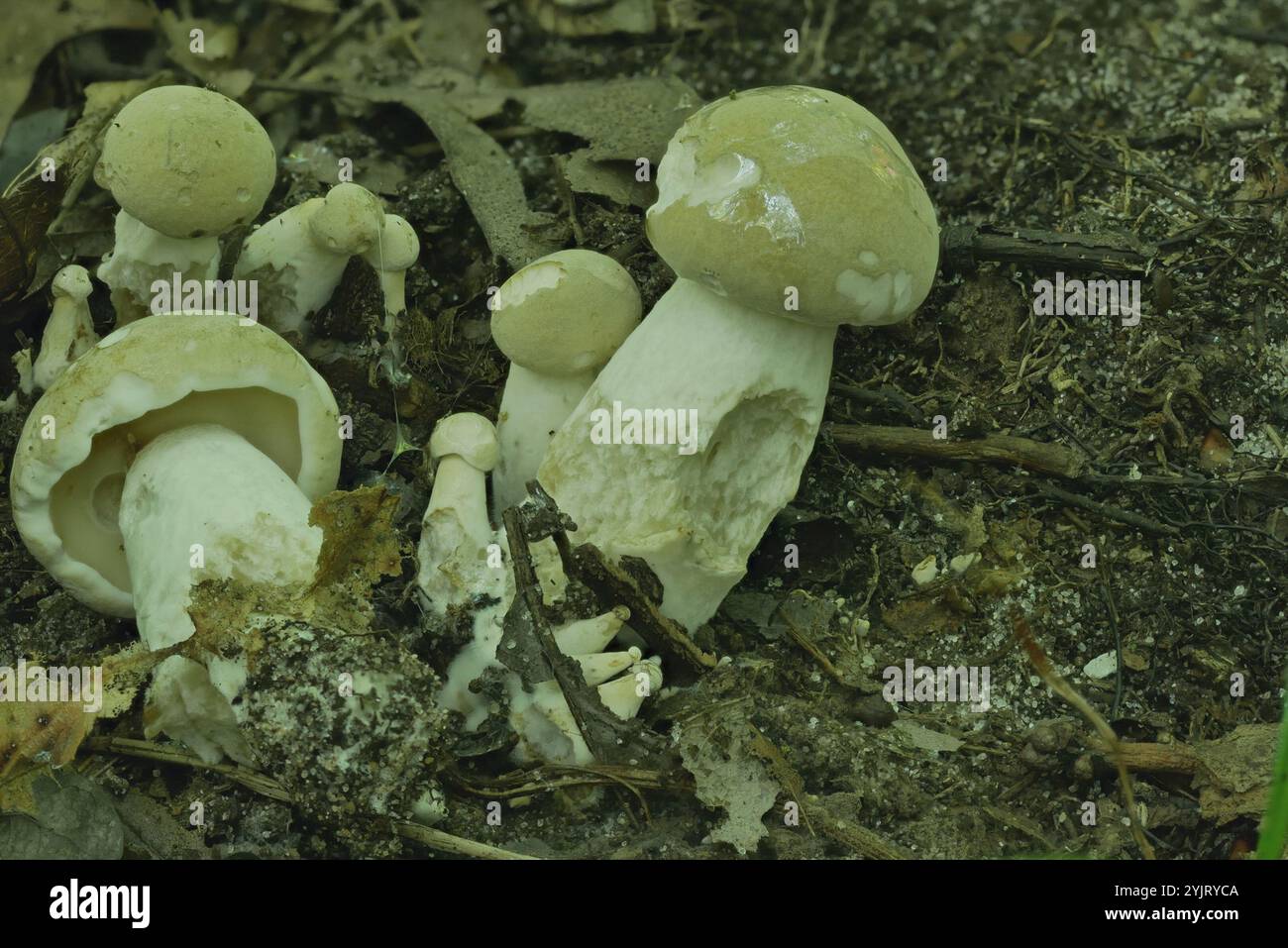 pallid bolete (Imleria pallida Stock Photo - Alamy