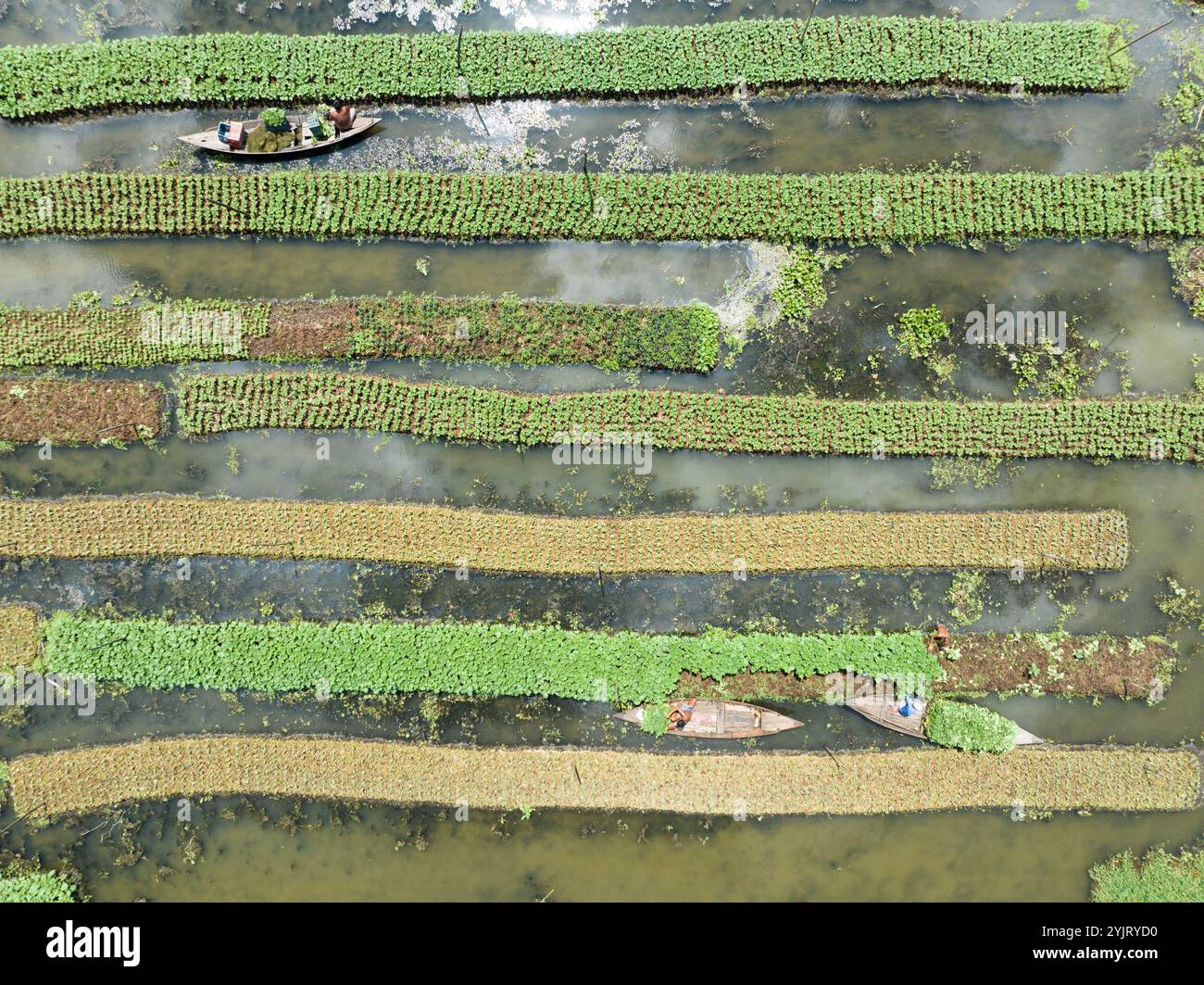 Farmers in low laying areas in Bangladesh choose floating farming ...