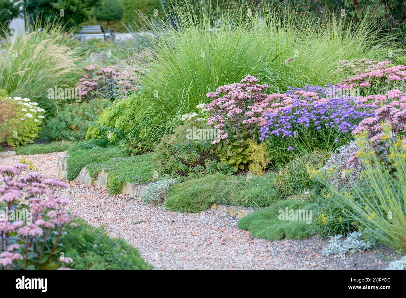 egapark Erfurt - Staudengarten, Fetthenne Sedum Matrona, ega ...