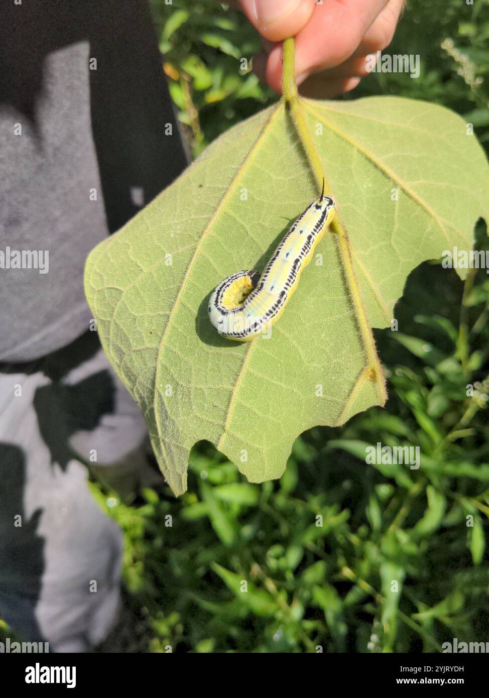 Catalpa Sphinx (Ceratomia catalpae Stock Photo - Alamy