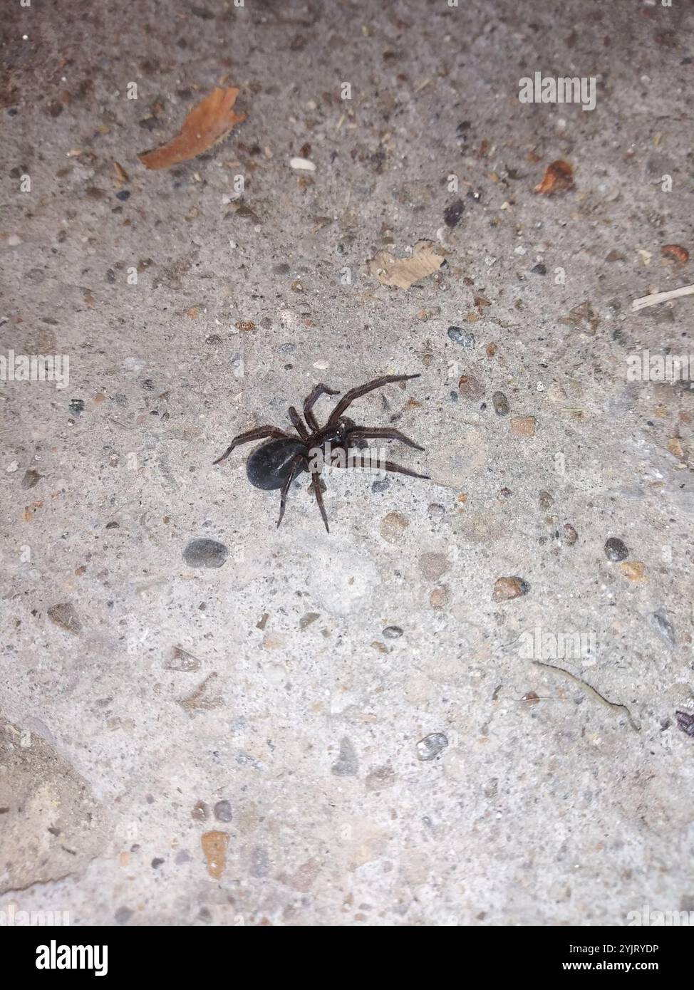 Black Laceweaver (Amaurobius ferox Stock Photo - Alamy