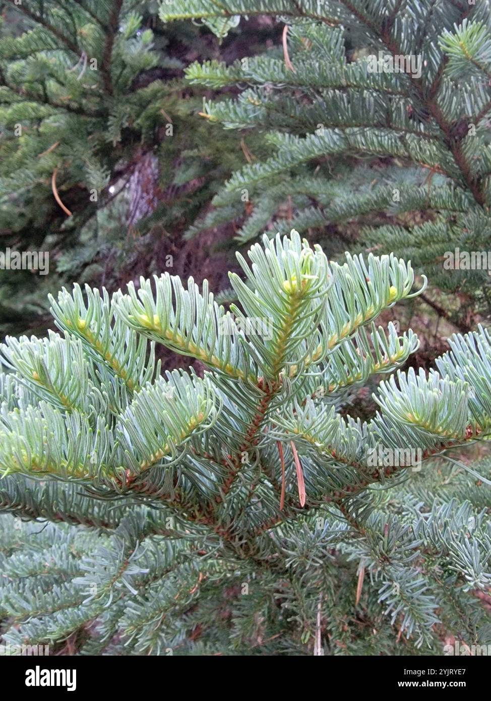 subalpine fir (Abies lasiocarpa Stock Photo - Alamy