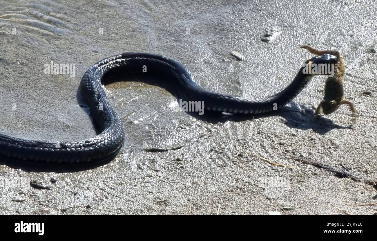 grass snake (Natrix natrix Stock Photo - Alamy