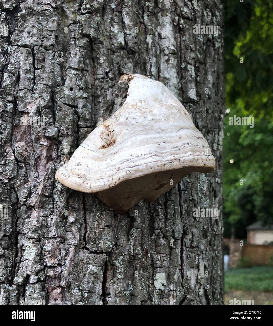 Hoof Fungus (Fomes fomentarius Stock Photo - Alamy