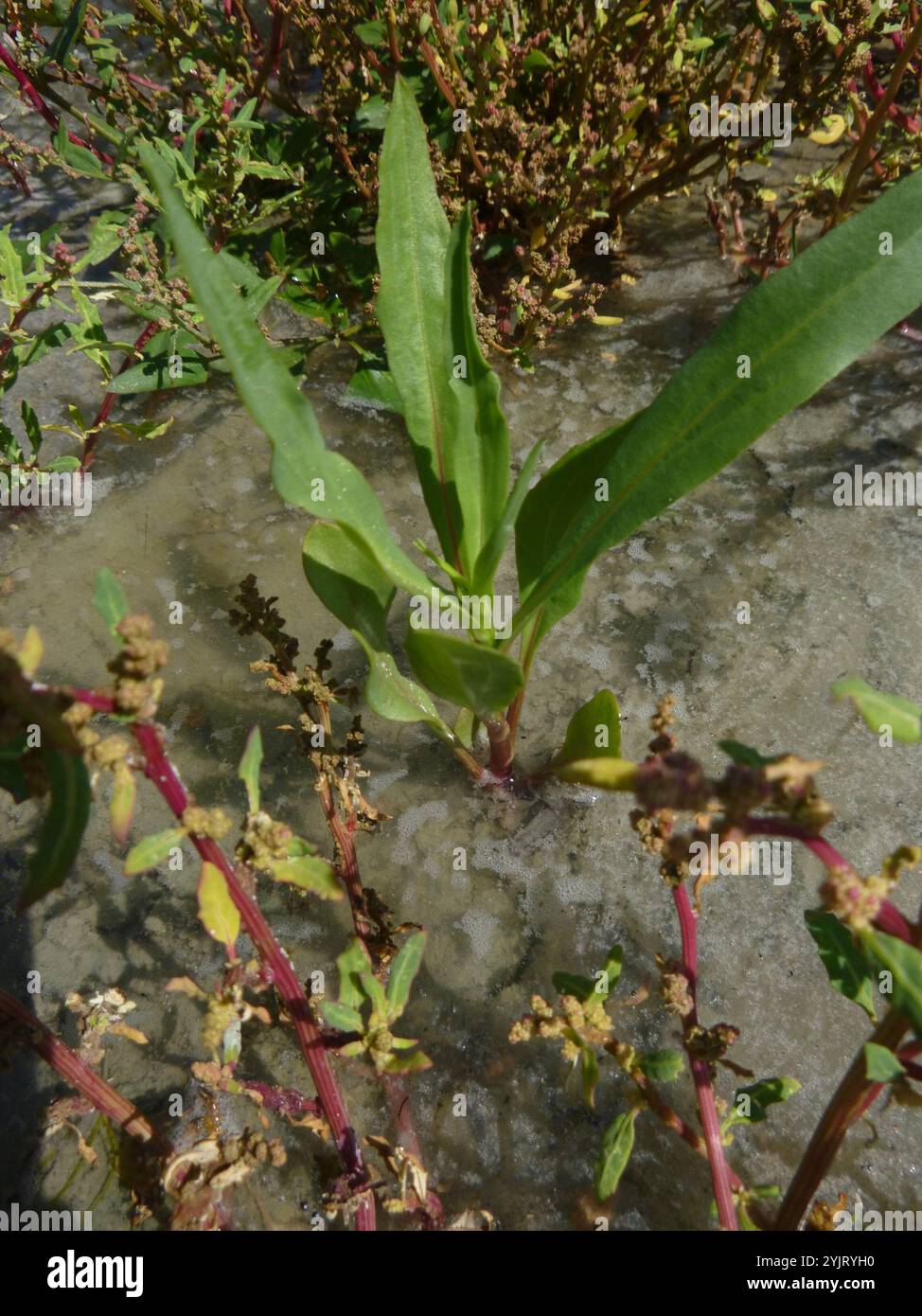 Golden Dock (Rumex maritimus Stock Photo - Alamy