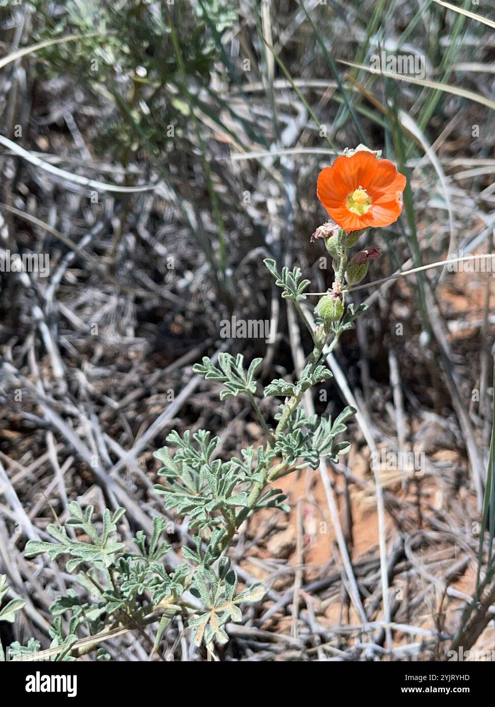 Scarlet globemallow sphaeralcea coccinea hi-res stock photography and ...