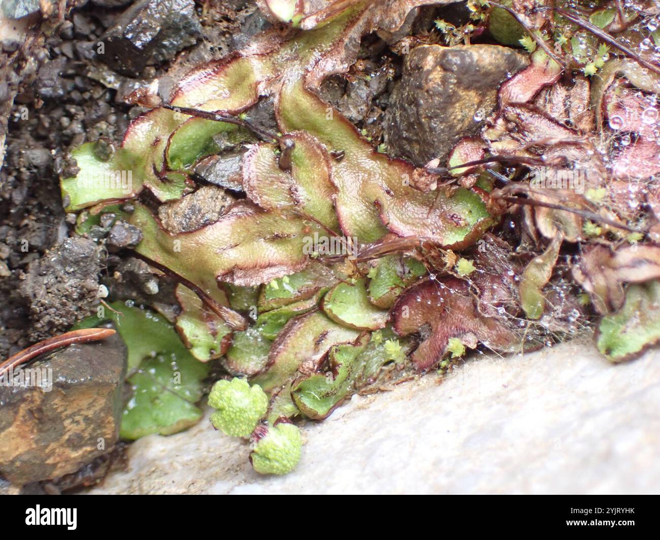 Asterella hi-res stock photography and images - Alamy