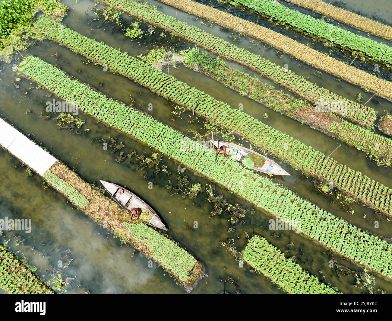 Farmers in low laying areas in Bangladesh choose floating farming ...