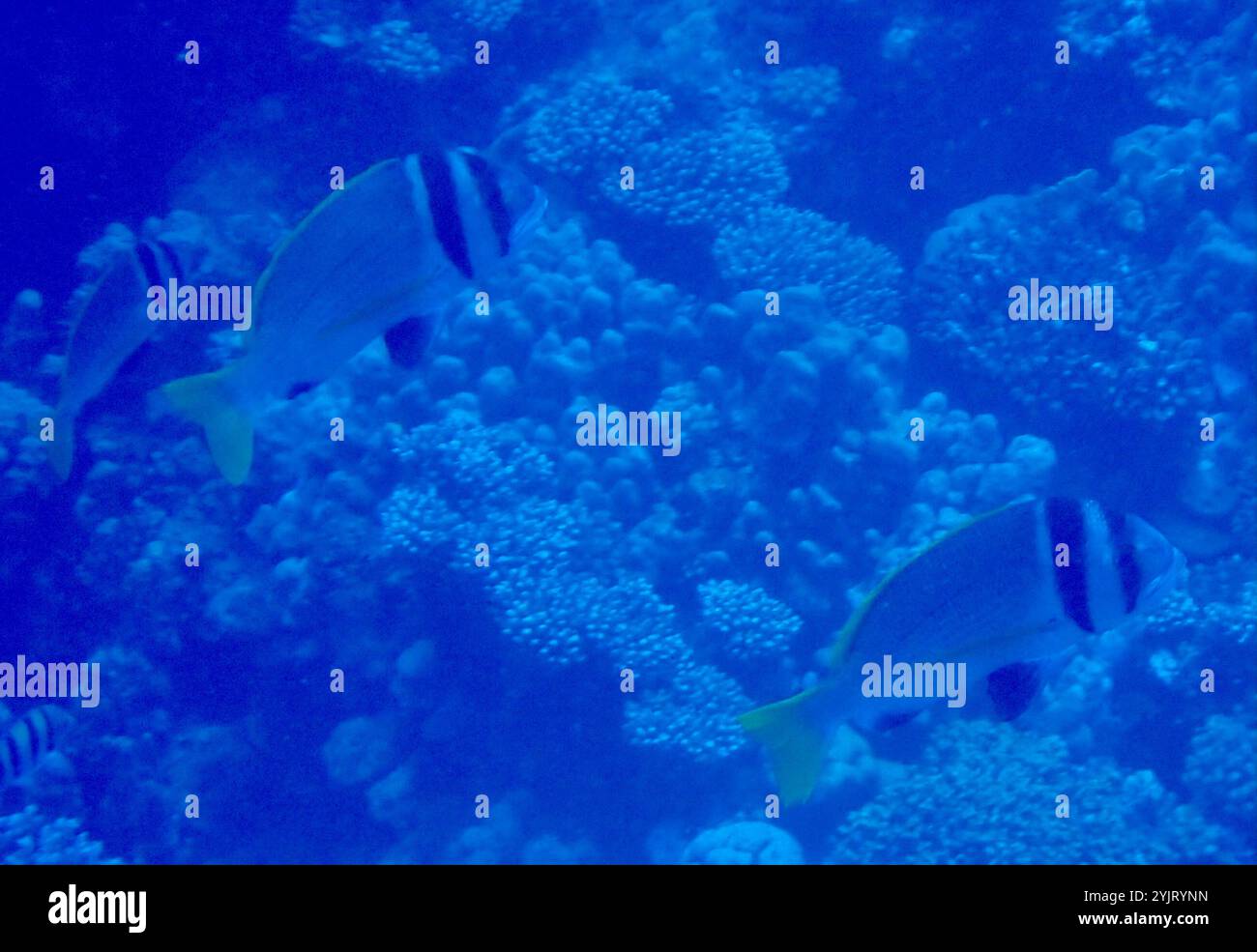 Doublebar Bream (Acanthopagrus bifasciatus Stock Photo - Alamy