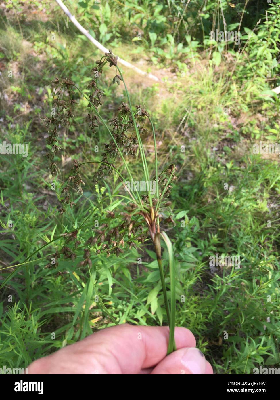 woolgrass (Scirpus cyperinus Stock Photo - Alamy