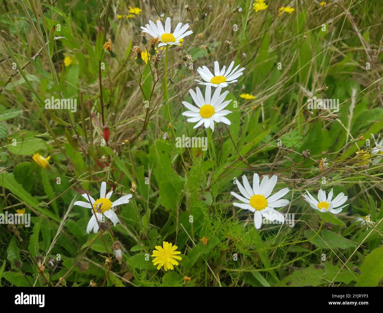 scentless mayweed (Tripleurospermum inodorum Stock Photo - Alamy