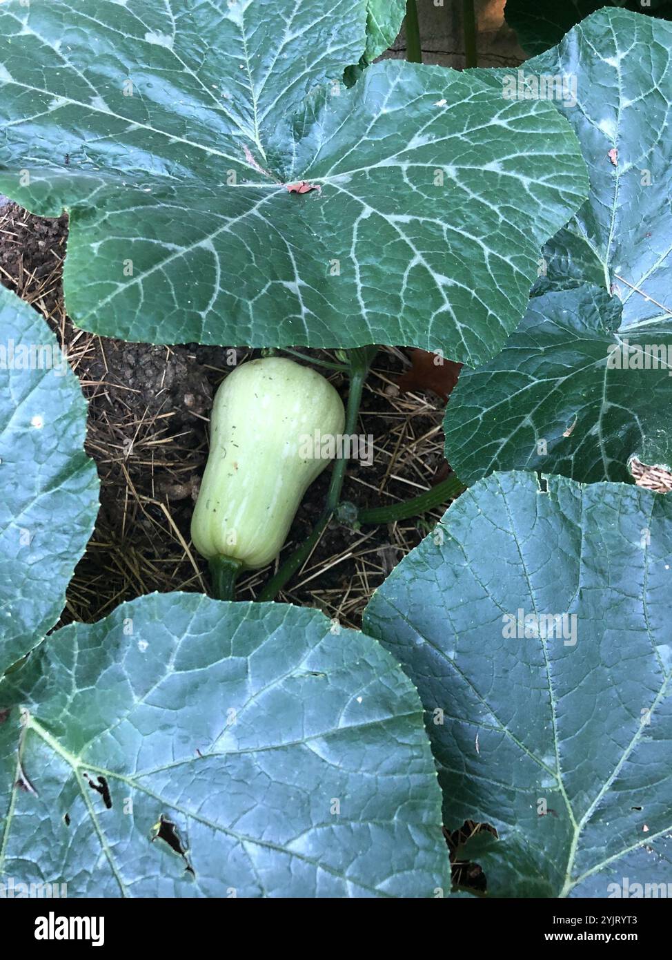 Squash (Cucurbita moschata Stock Photo - Alamy