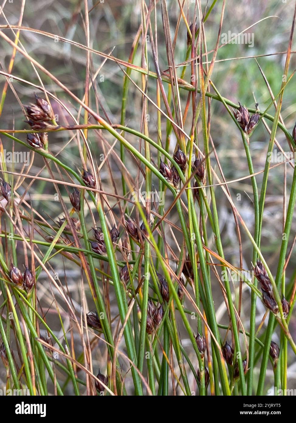 highland rush (Oreojuncus trifidus Stock Photo - Alamy