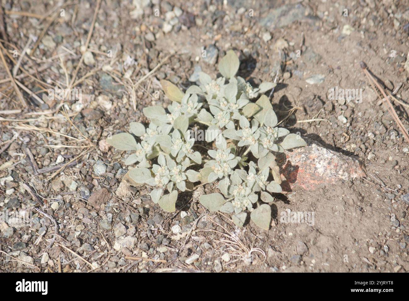 turkey mullein (Croton setiger Stock Photo - Alamy