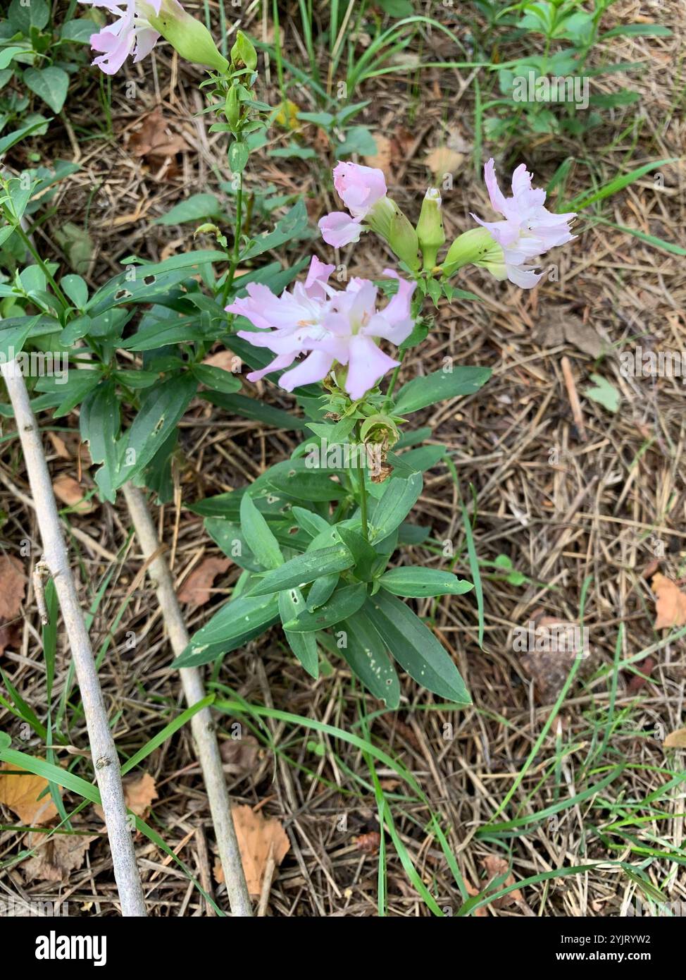 common soapwort (Saponaria officinalis Stock Photo - Alamy