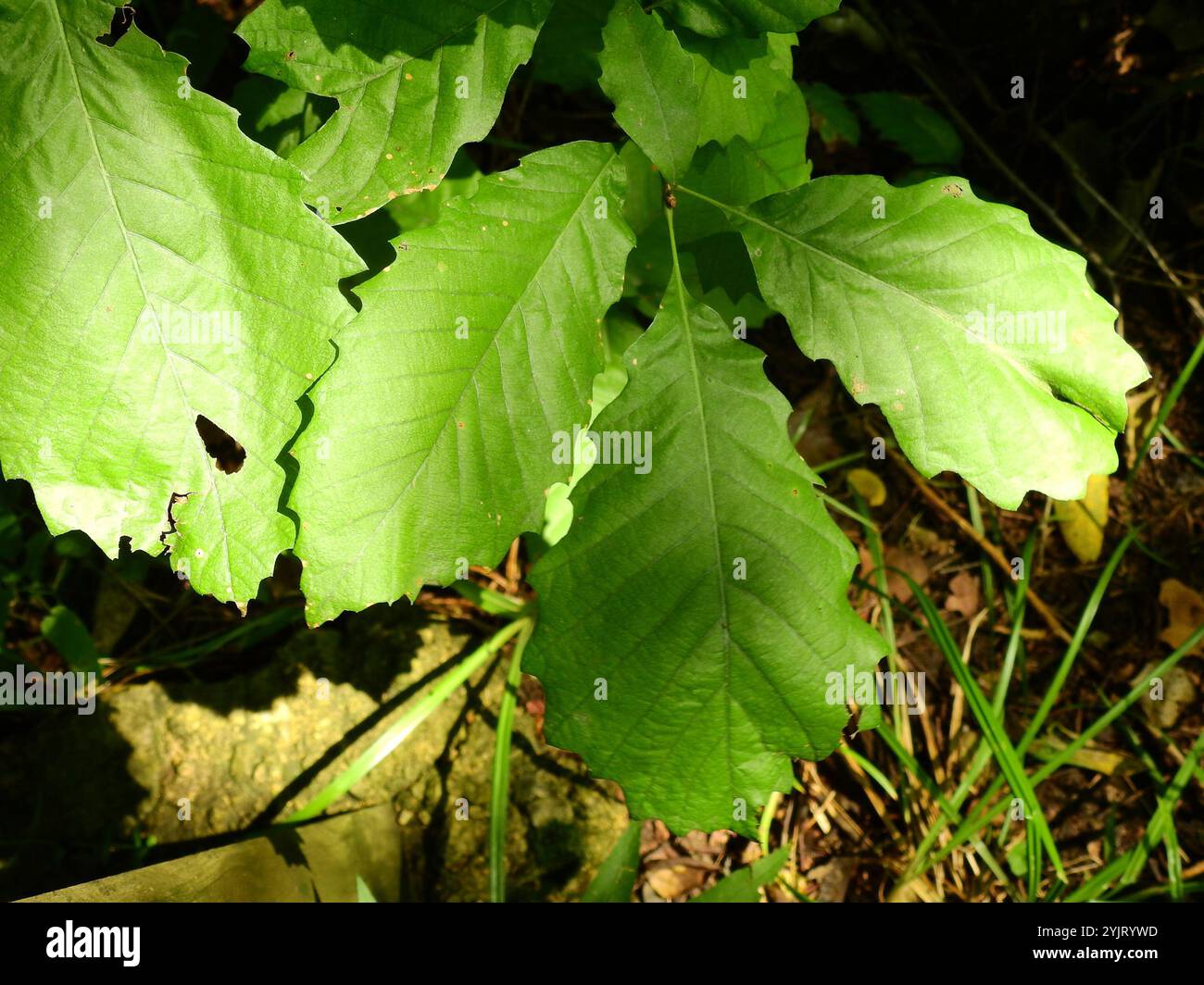 swamp white oak (Quercus bicolor Stock Photo - Alamy
