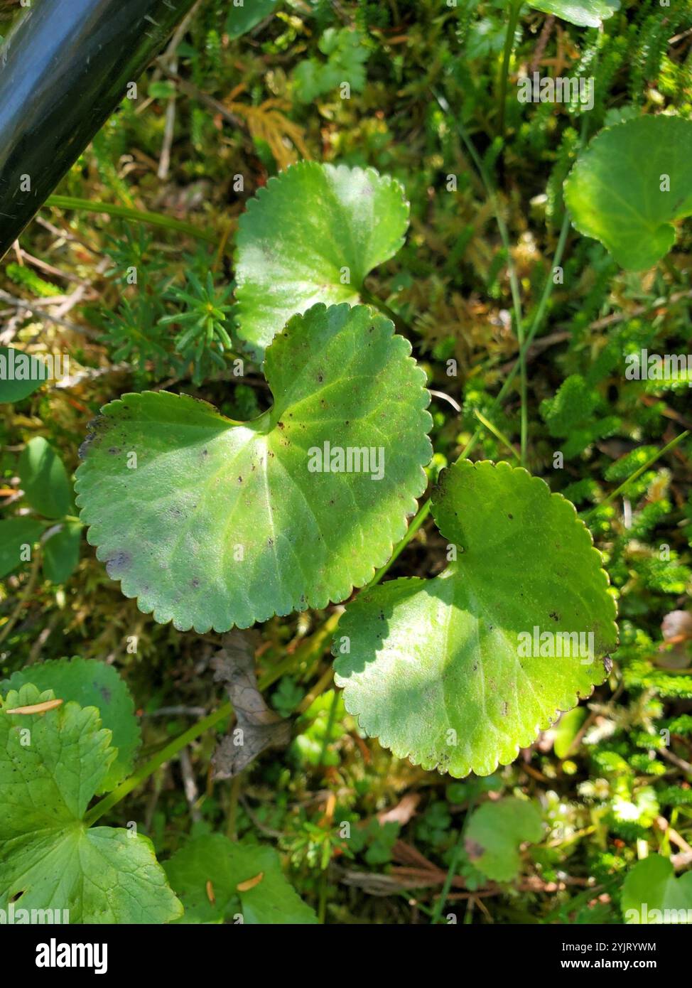 Deer-cabbage (Nephrophyllidium crista-galli Stock Photo - Alamy