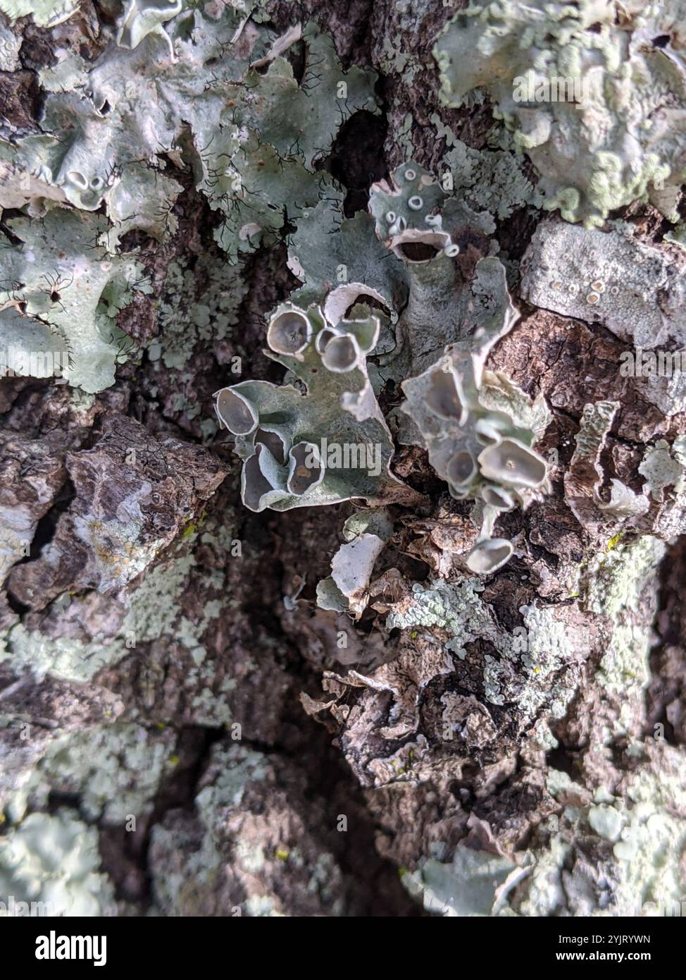 Ruffle Lichens (Parmotrema Stock Photo - Alamy