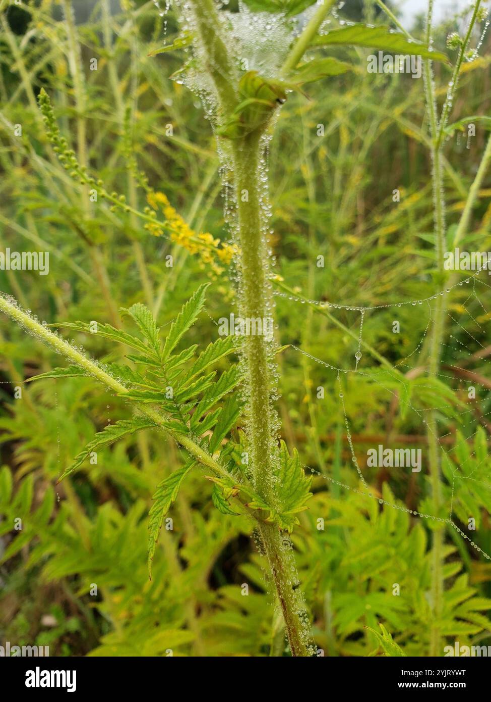 swamp agrimony (Agrimonia parviflora Stock Photo - Alamy