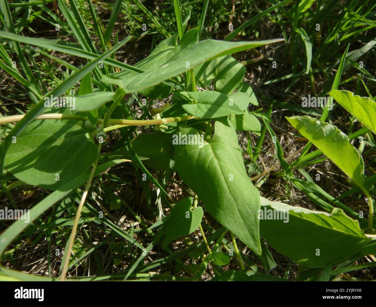 Black-bindweed (Fallopia convolvulus Stock Photo - Alamy