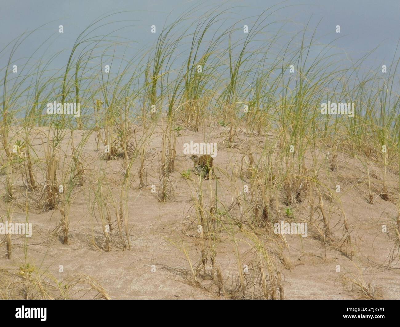 Common Miner (Geositta cunicularia Stock Photo - Alamy