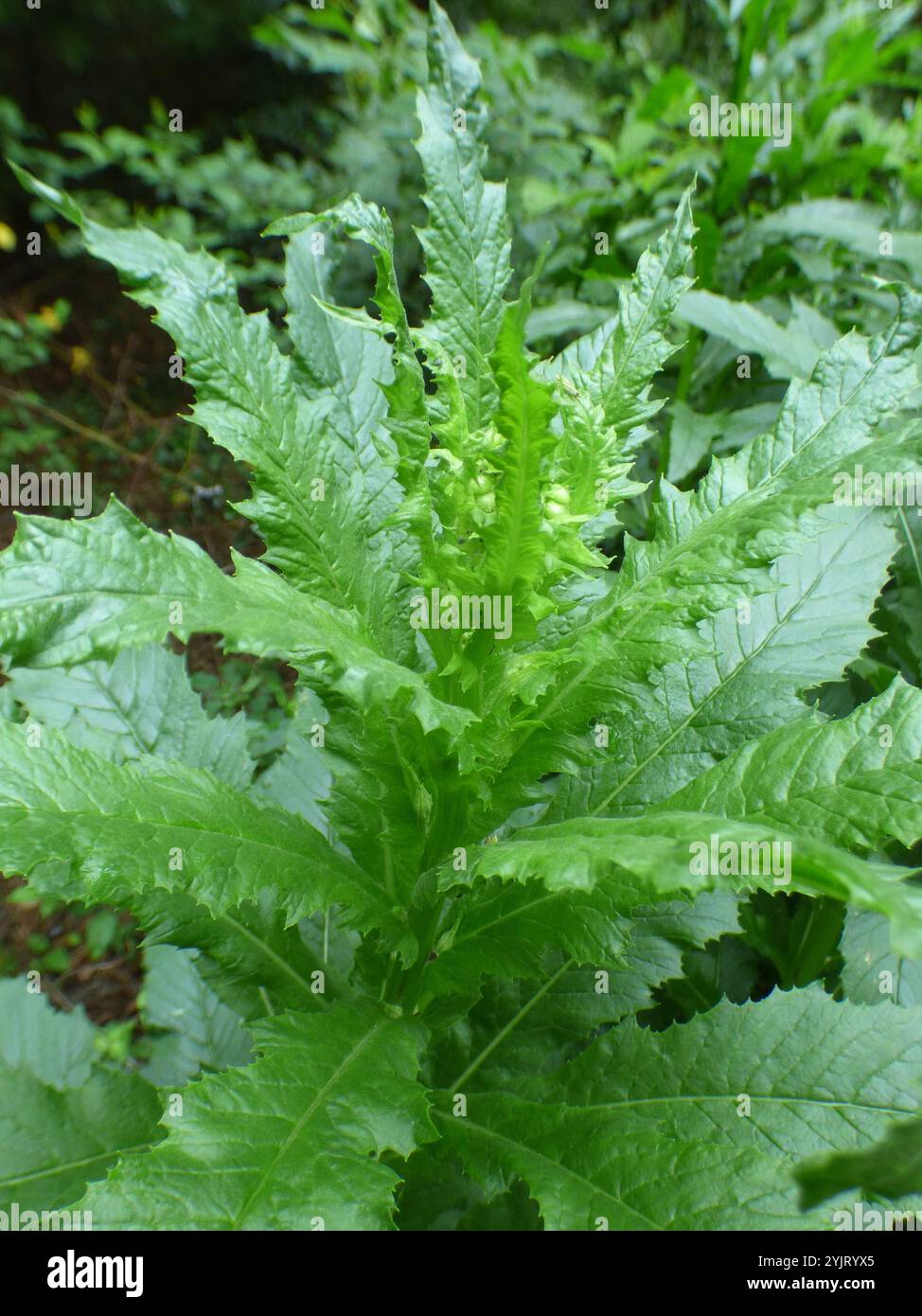 American burnweed (Erechtites hieraciifolius Stock Photo - Alamy