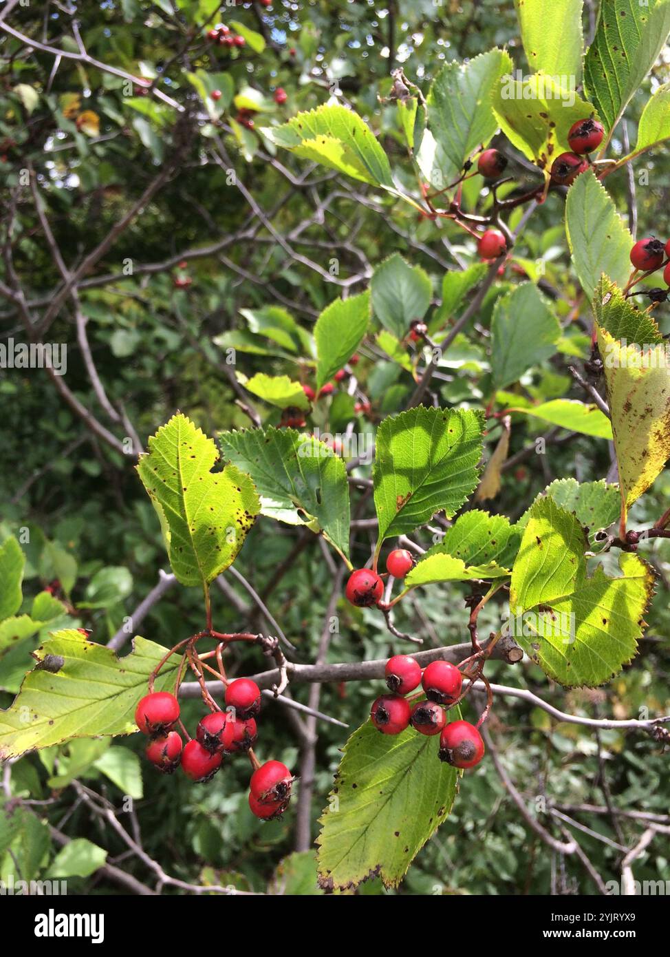 Large-thorn hawthorn (Crataegus macracantha Stock Photo - Alamy