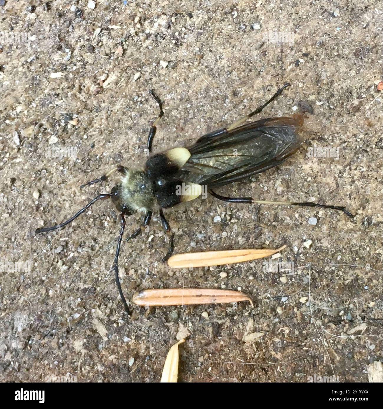 Lion Beetle (Ulochaetes leoninus Stock Photo - Alamy