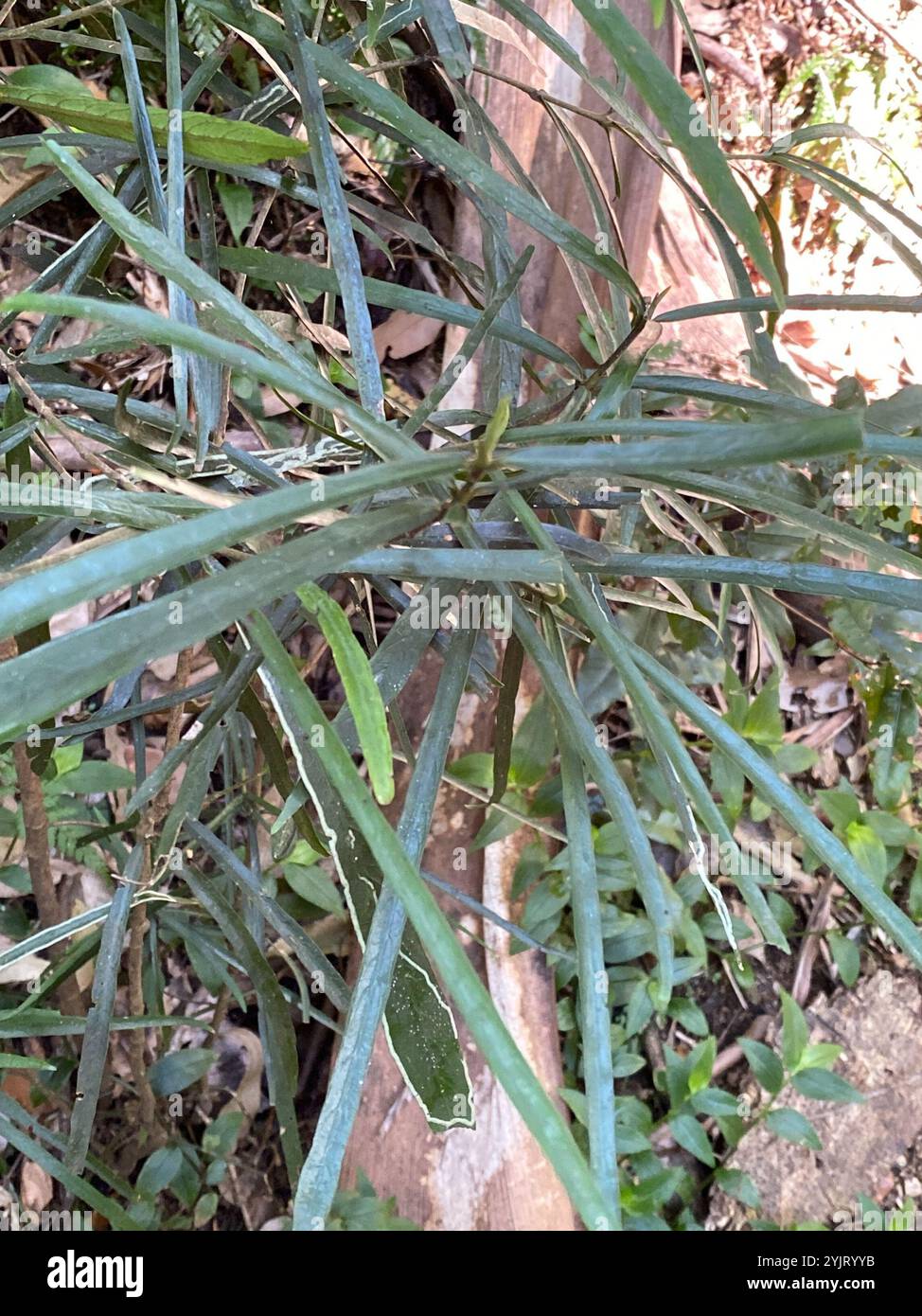 narrow-leaved gardenia (Atractocarpus chartaceus Stock Photo - Alamy