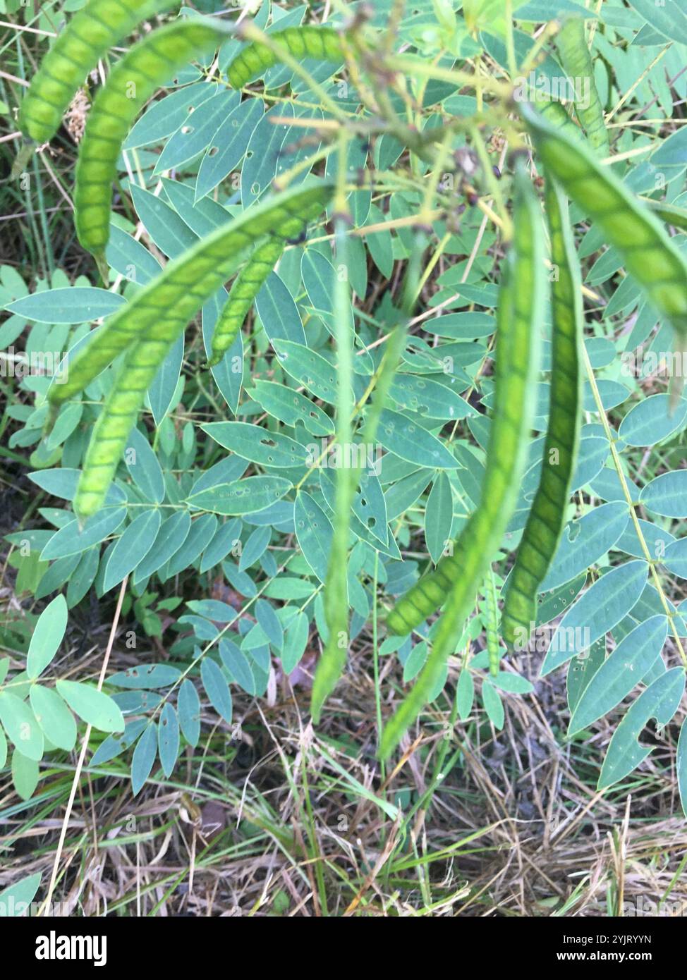 American senna (Senna hebecarpa Stock Photo - Alamy