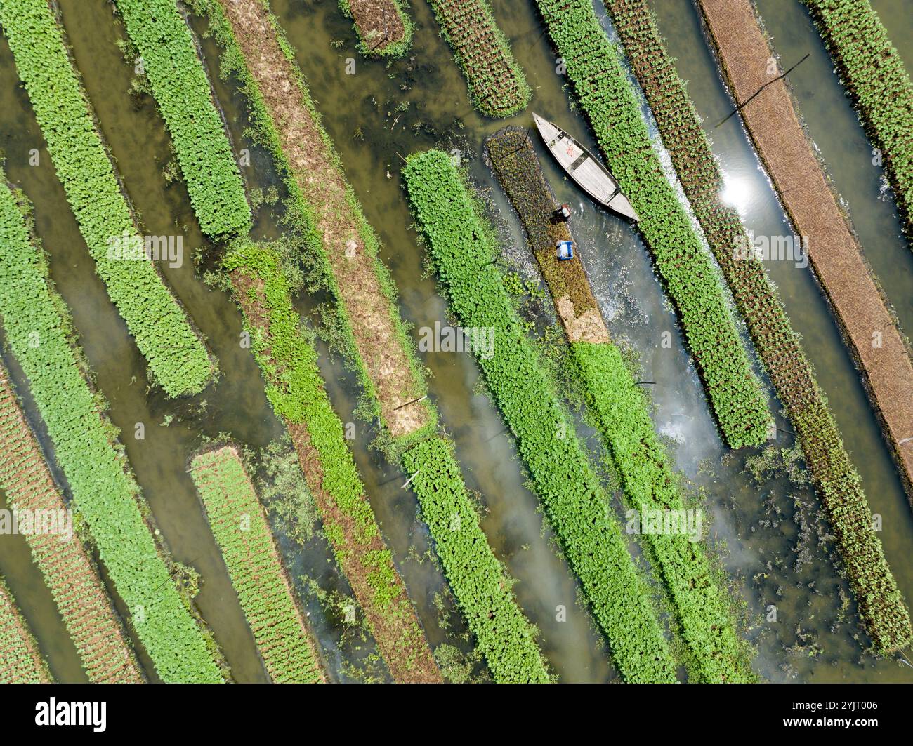 Farmers in low laying areas in Bangladesh choose floating farming ...
