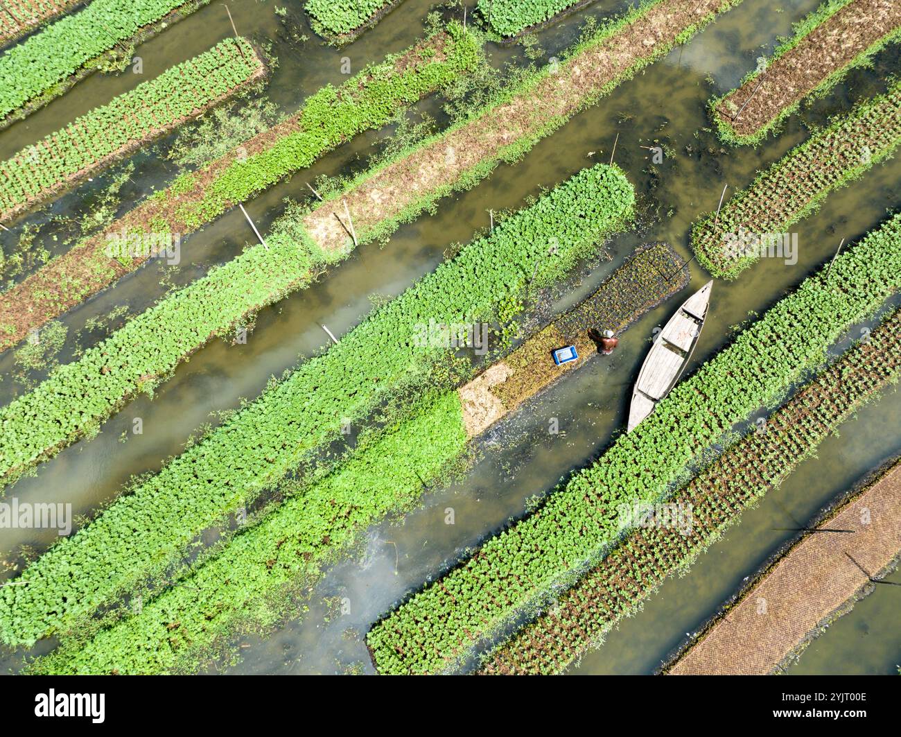 Farmers in low laying areas in Bangladesh choose floating farming ...