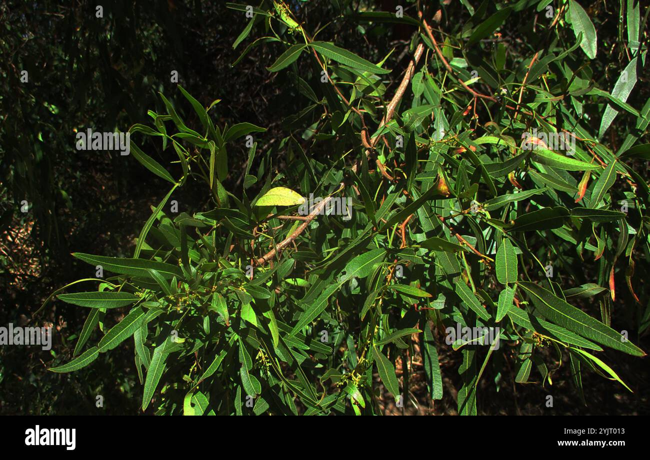 Searsia lancea hi-res stock photography and images - Alamy