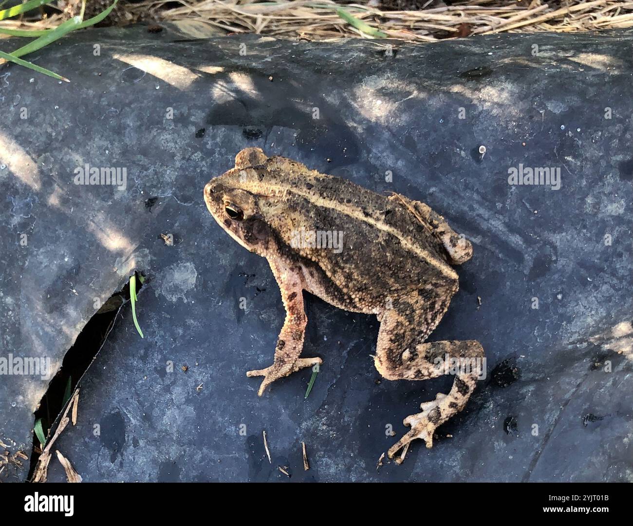 Gulf Coast Toad (Incilius nebulifer Stock Photo - Alamy
