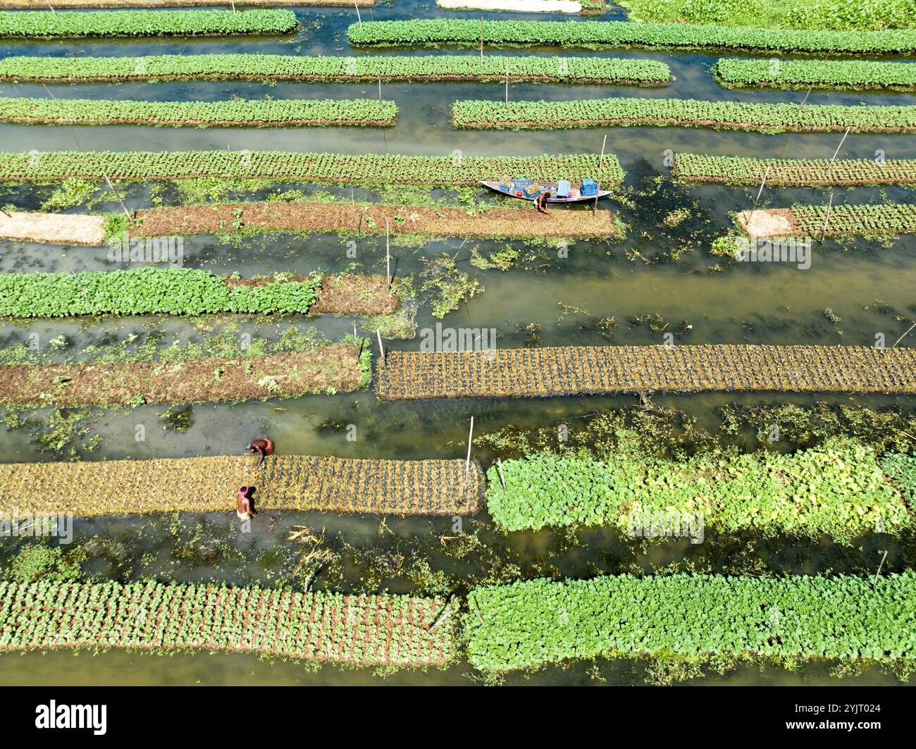 Farmers in low laying areas in Bangladesh choose floating farming ...