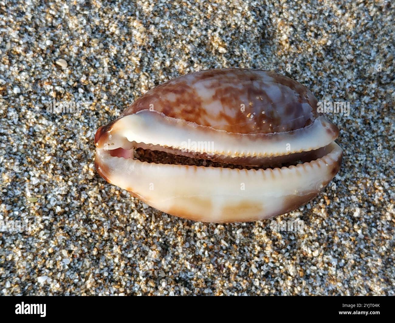 Arabian Cowry (Mauritia arabica Stock Photo - Alamy