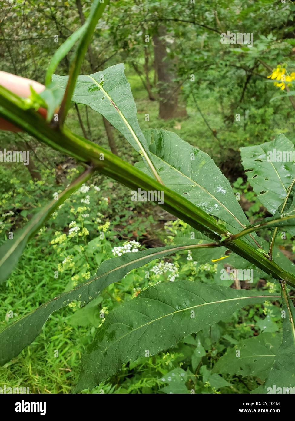 Wingstem (Verbesina alternifolia Stock Photo - Alamy
