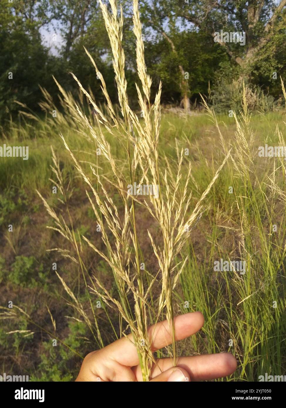 Sand Reedgrass (Sporobolus rigidus Stock Photo - Alamy