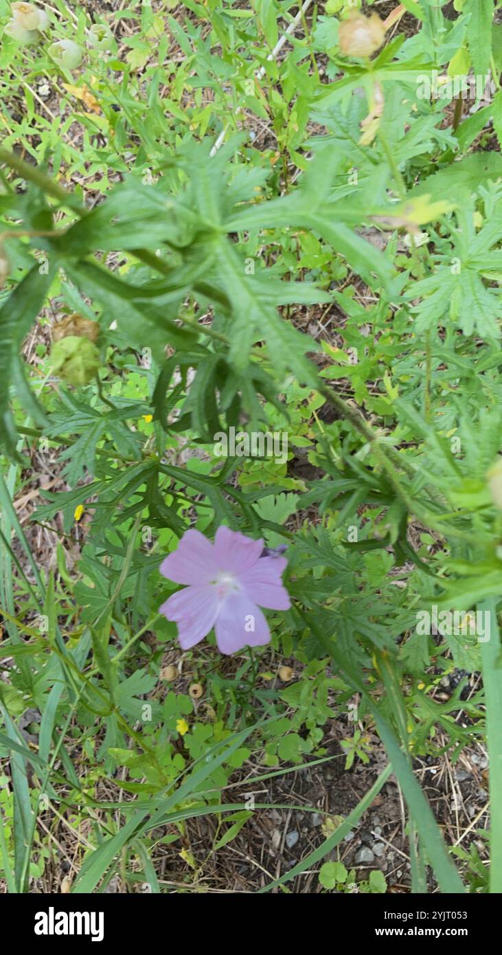 musk mallow (Malva moschata Stock Photo - Alamy