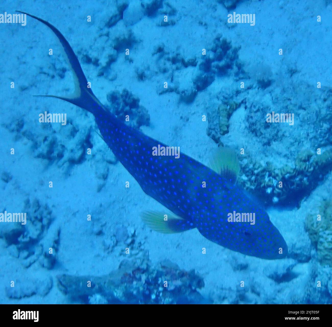 Yellow-edged Lyretail (Variola louti Stock Photo - Alamy