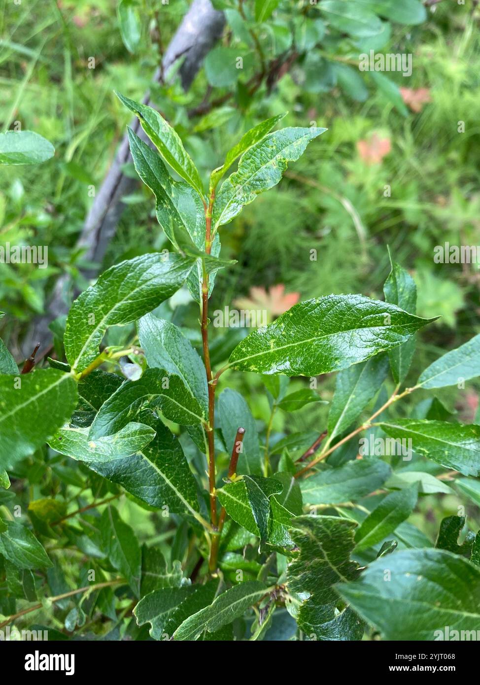 Tea-leaved Willow (Salix phylicifolia Stock Photo - Alamy
