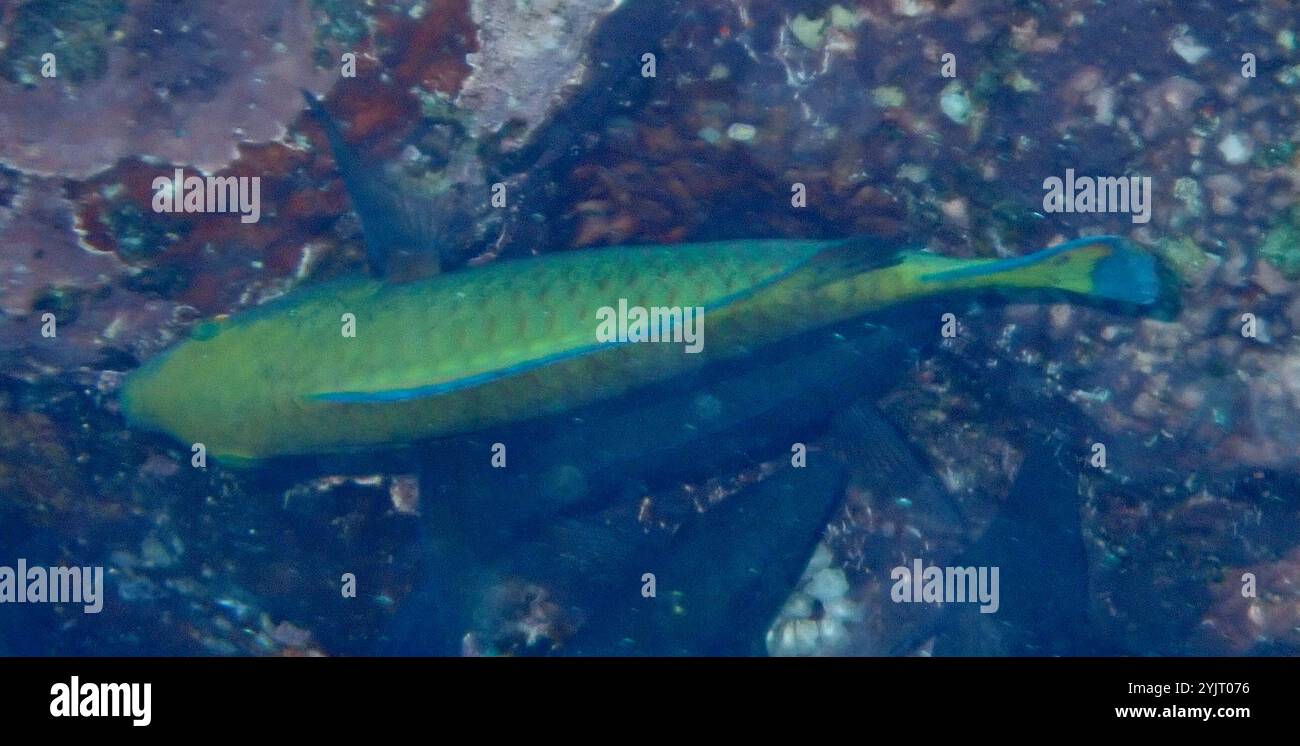 Chlorurus gibbus hi-res stock photography and images - Alamy