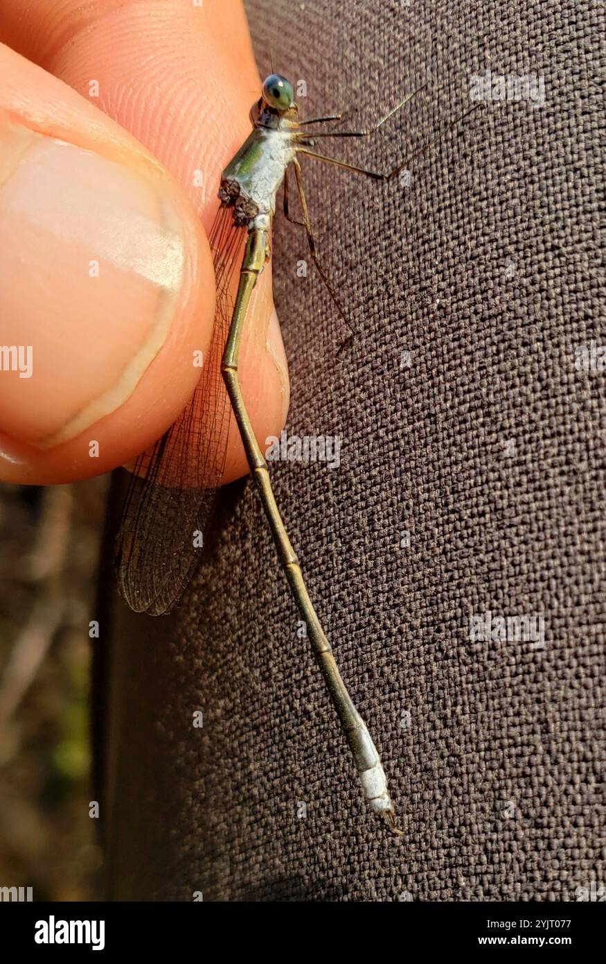 Swamp Spreadwing (Lestes vigilax Stock Photo - Alamy
