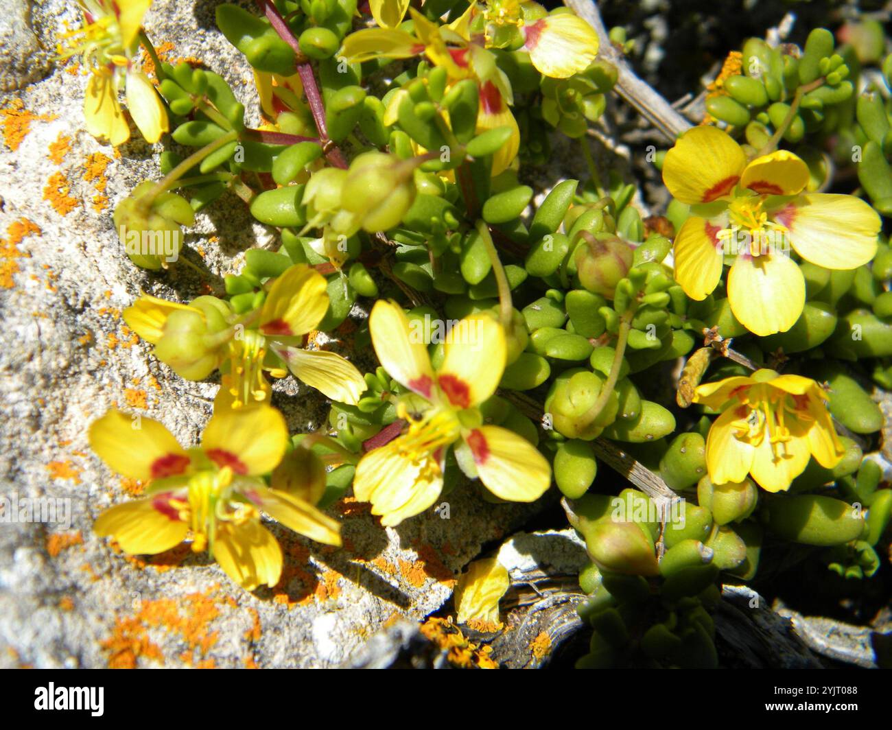 Thin Twinleaf (Roepera flexuosa Stock Photo - Alamy