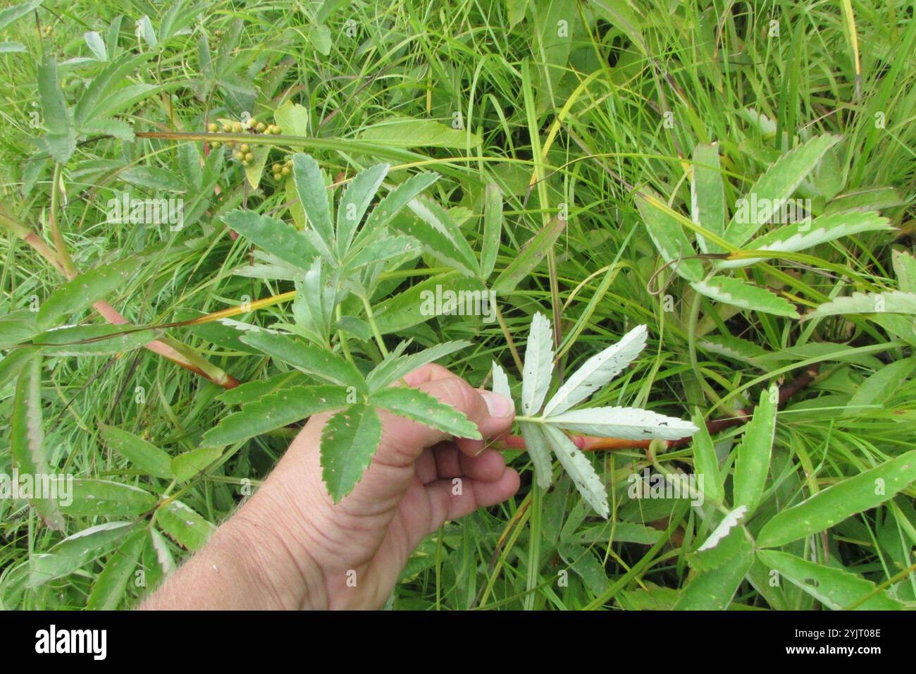 marsh cinquefoil (Comarum palustre Stock Photo - Alamy