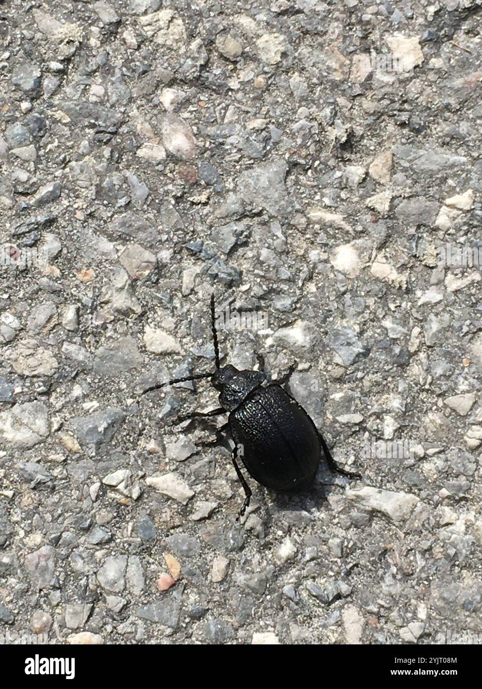 black-punctured leaf beetle (Galeruca tanaceti Stock Photo - Alamy