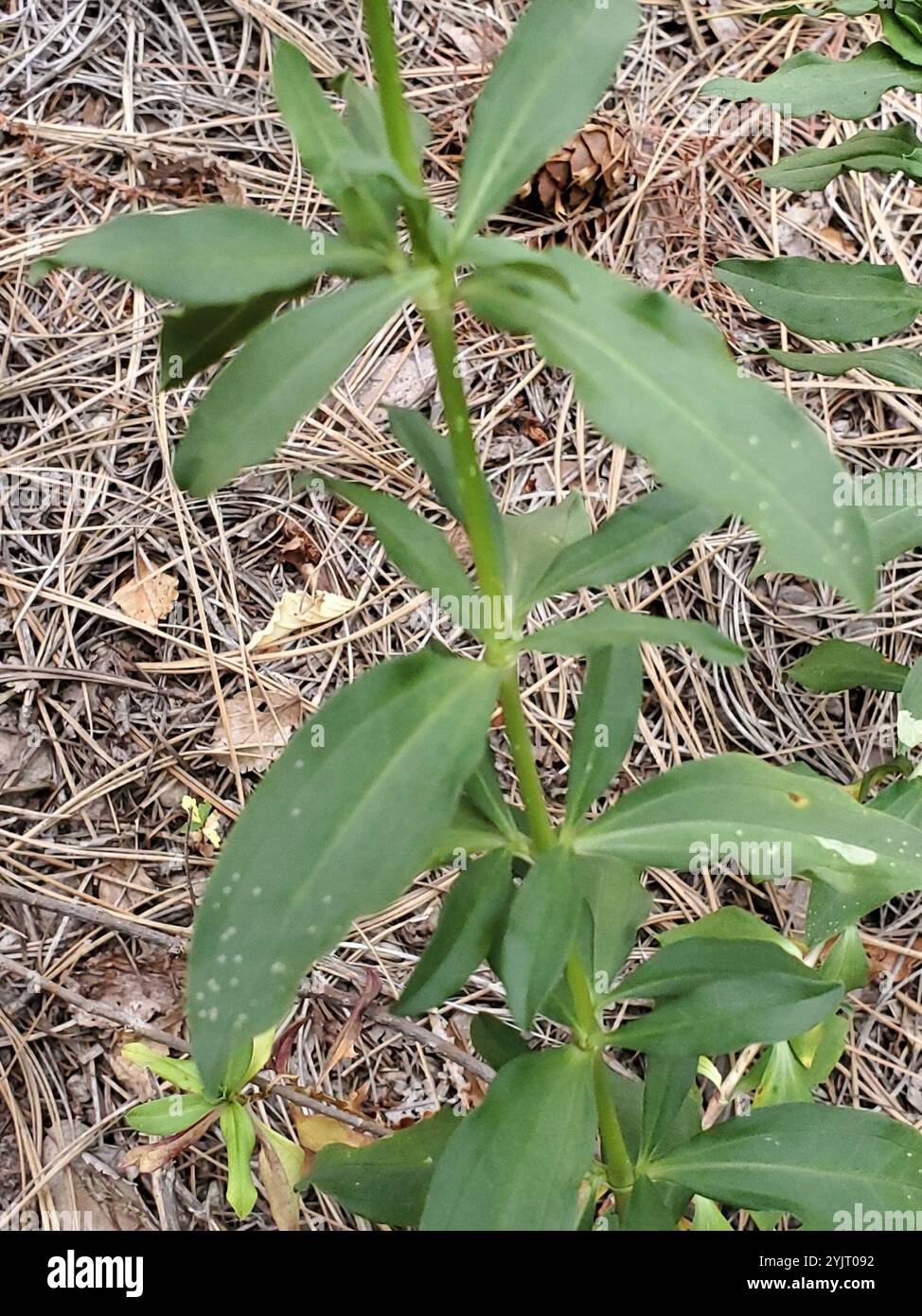 common soapwort (Saponaria officinalis Stock Photo - Alamy