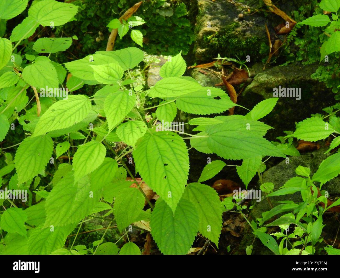 false nettle (Boehmeria cylindrica Stock Photo - Alamy